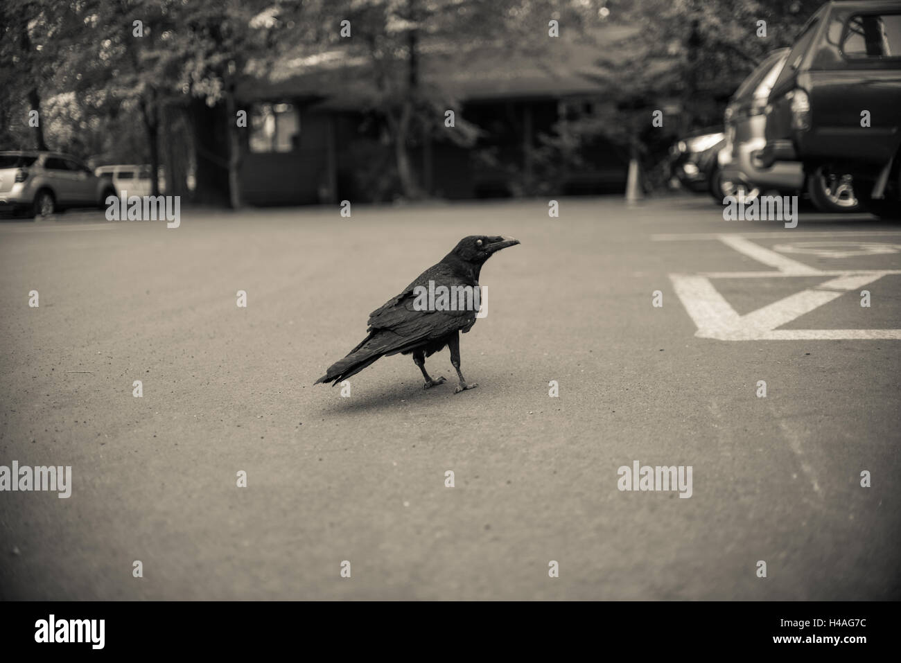 Raven in a parking lot hi-res stock photography and images - Alamy