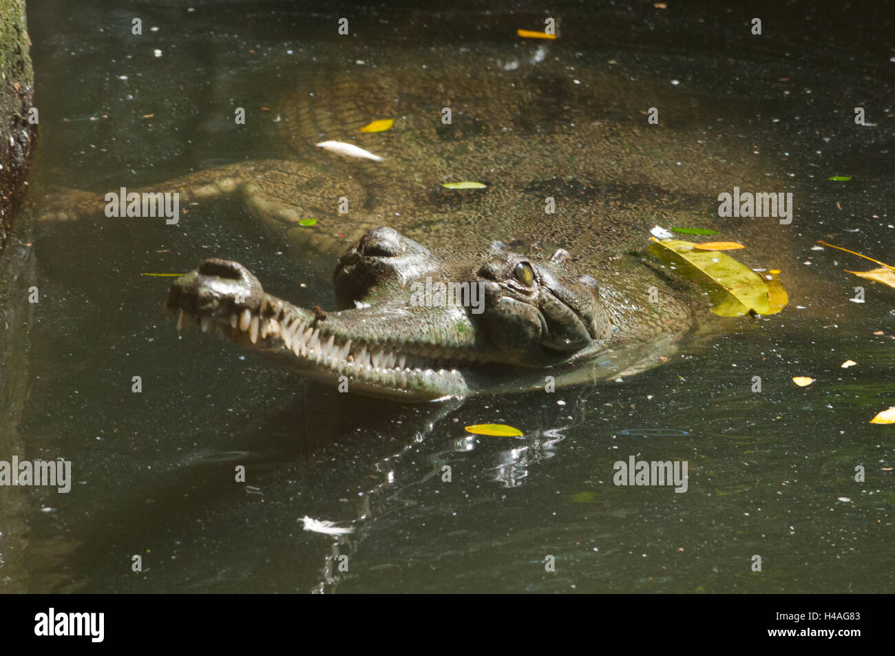 Gharial fish eating hi-res stock photography and images - Alamy