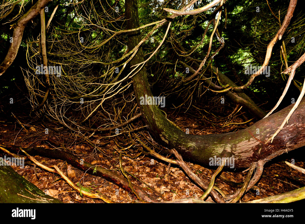 Life and a tree hi-res stock photography and images - Alamy