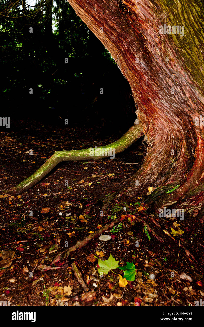 Trunk of a tree of life Stock Photo - Alamy