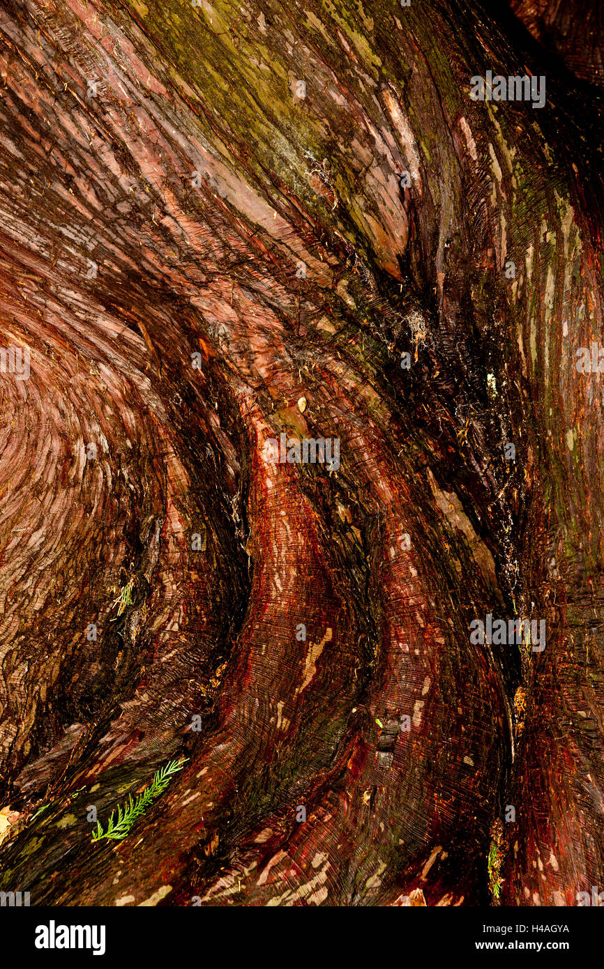 Trunk of a tree of life Stock Photo - Alamy