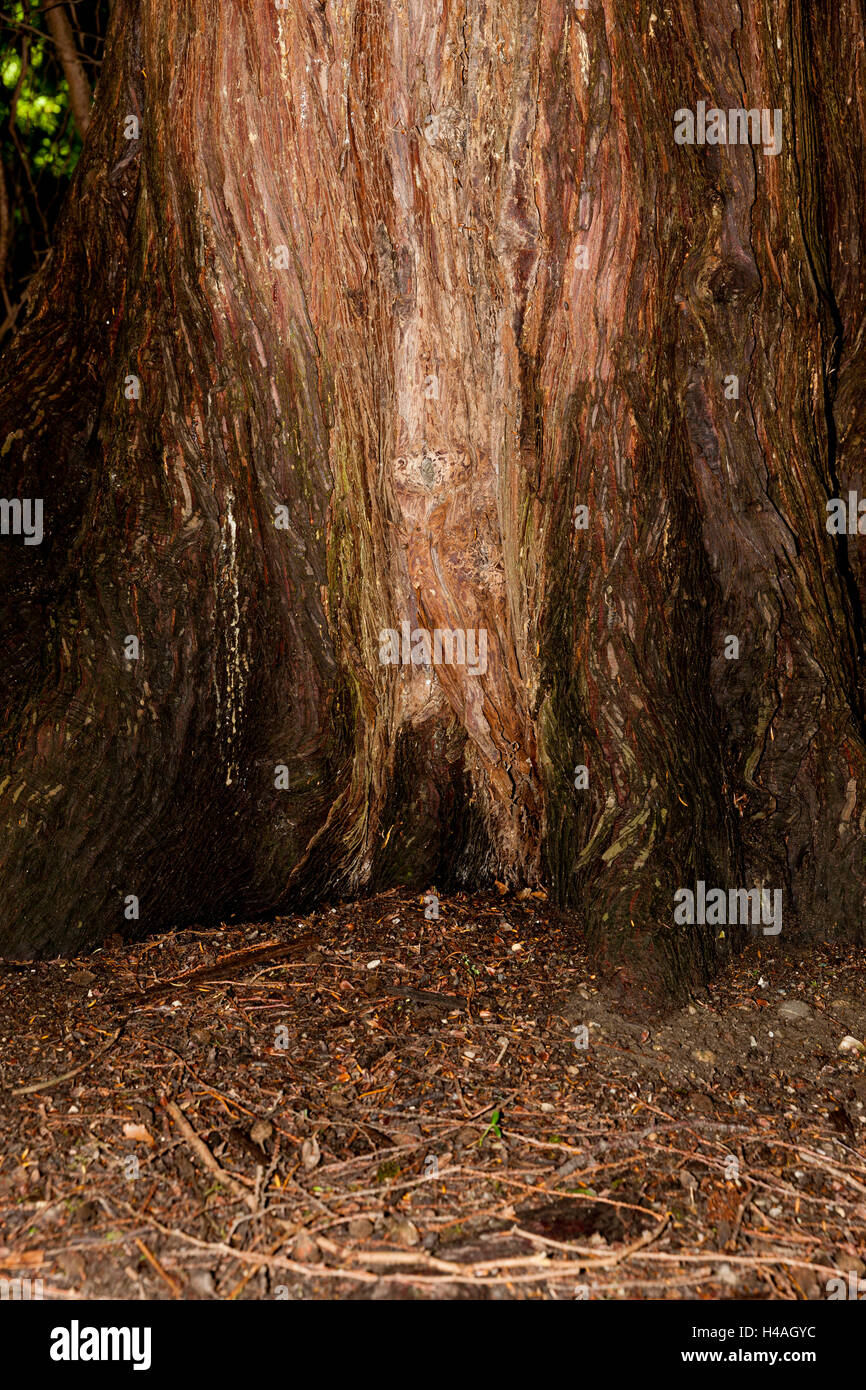 Court lime tree hi-res stock photography and images - Alamy