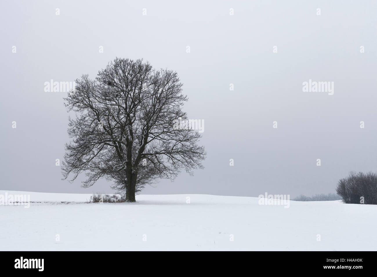 Austria, winter landscape, forest, single tree, snow Stock Photo - Alamy
