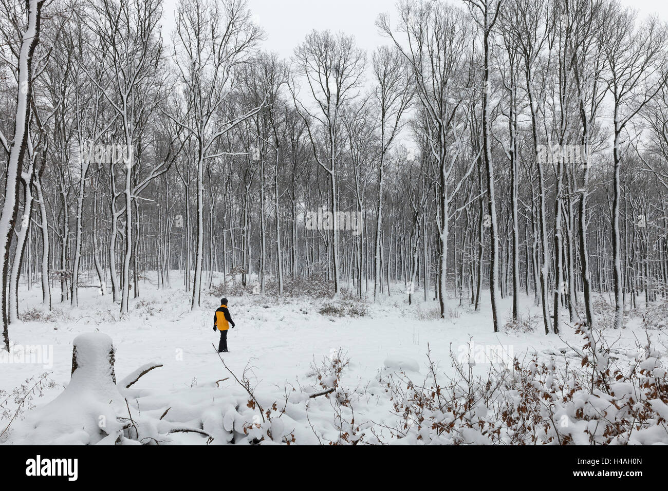 Austria, Vienna Woods, winter, forest, snow, wanderer Stock Photo - Alamy