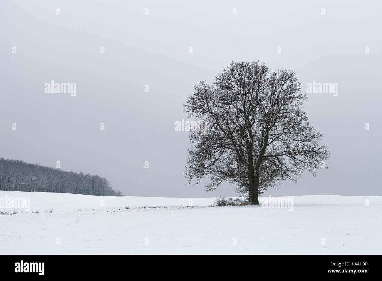 Austria, winter landscape, forest, single tree, snow Stock Photo - Alamy