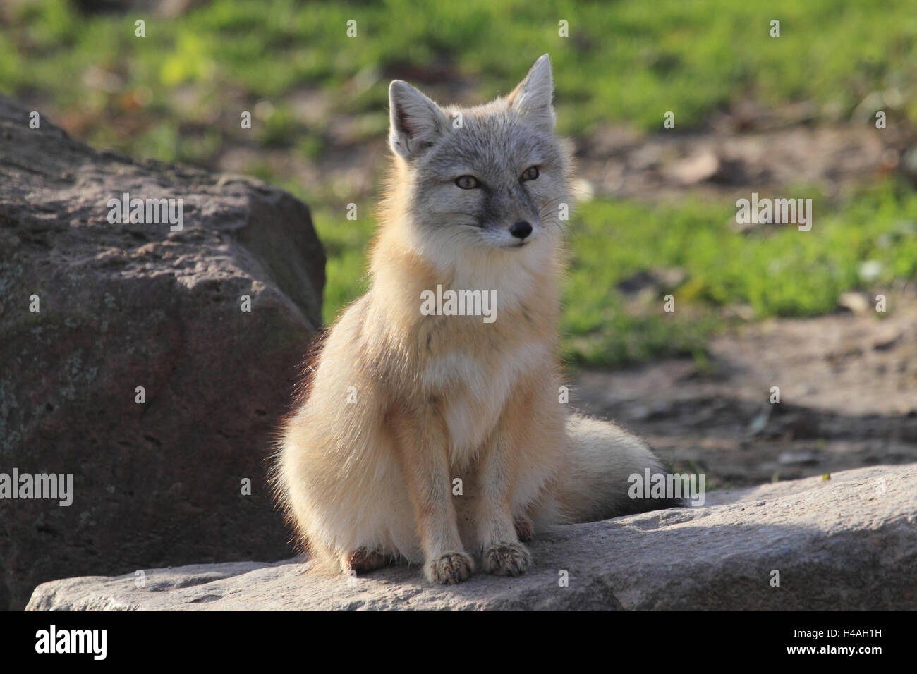 Corsac Steppe Fox High Resolution Stock Photography and Images - Alamy
