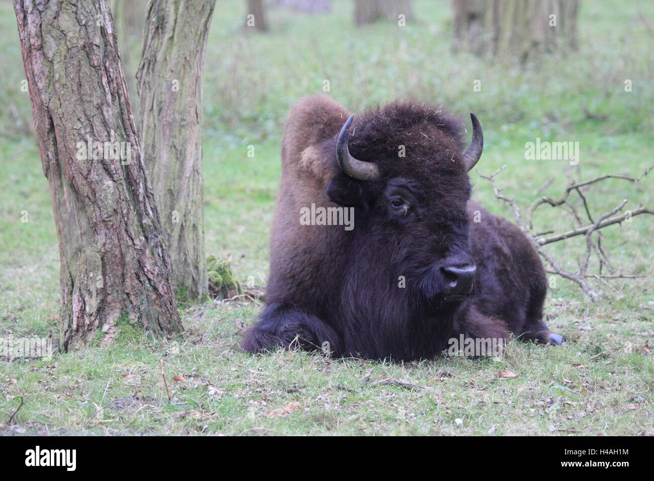 American bison, Bison bison Stock Photo - Alamy
