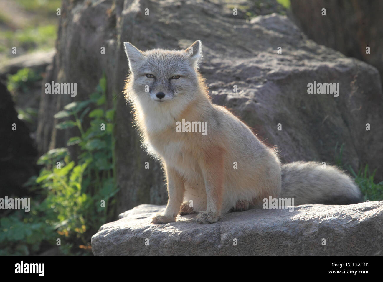 Corsac fox, Vulpes corsac Stock Photo - Alamy
