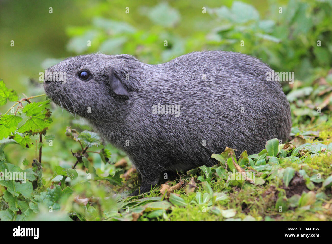 Caviidae hi-res stock photography and images - Alamy