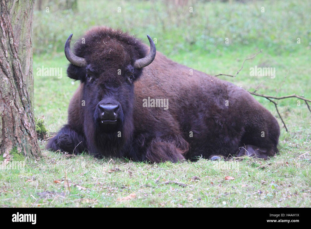 American bison, Bison bison Stock Photo - Alamy
