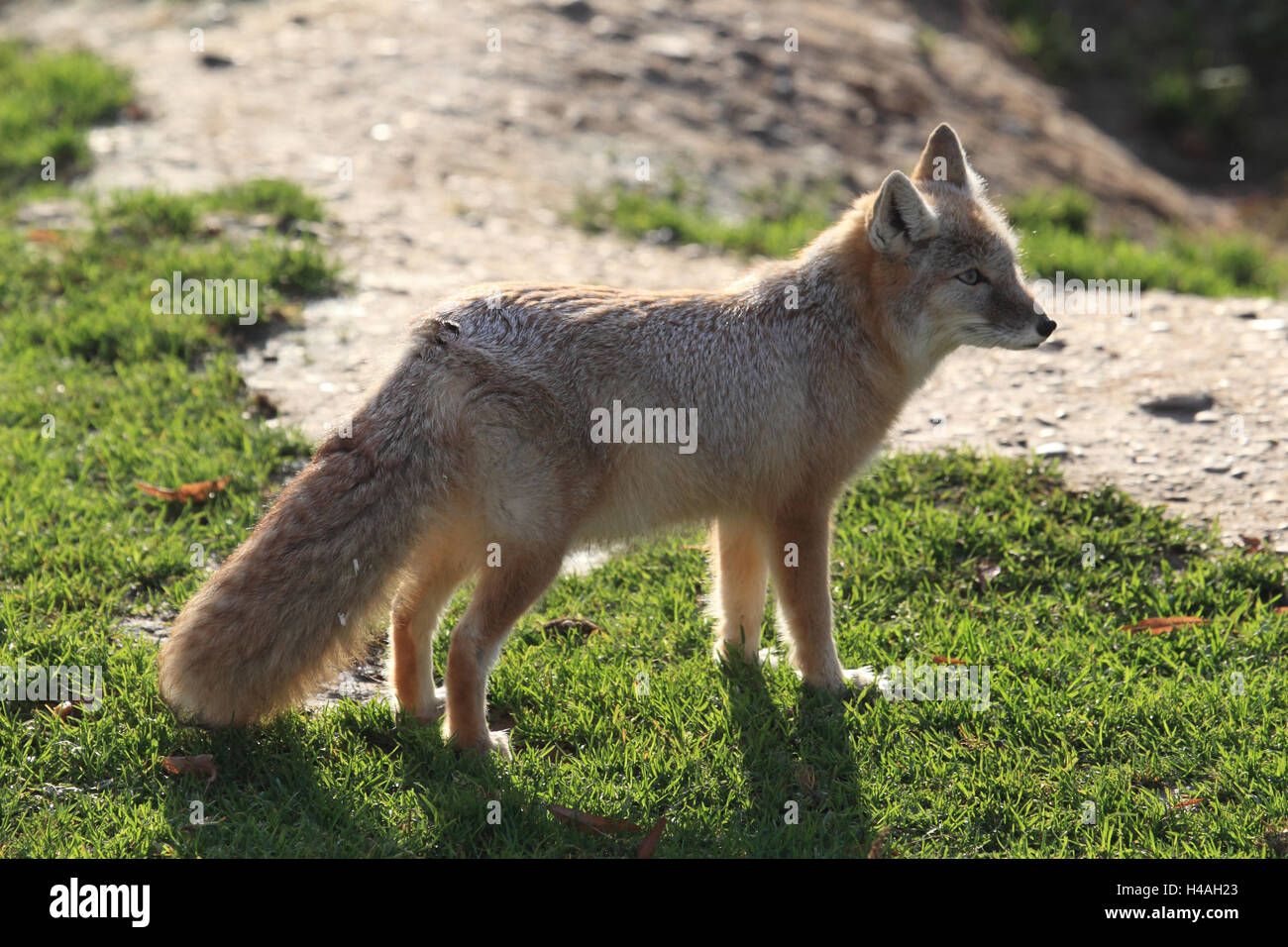 Corsac fox, Vulpes corsac Stock Photo - Alamy