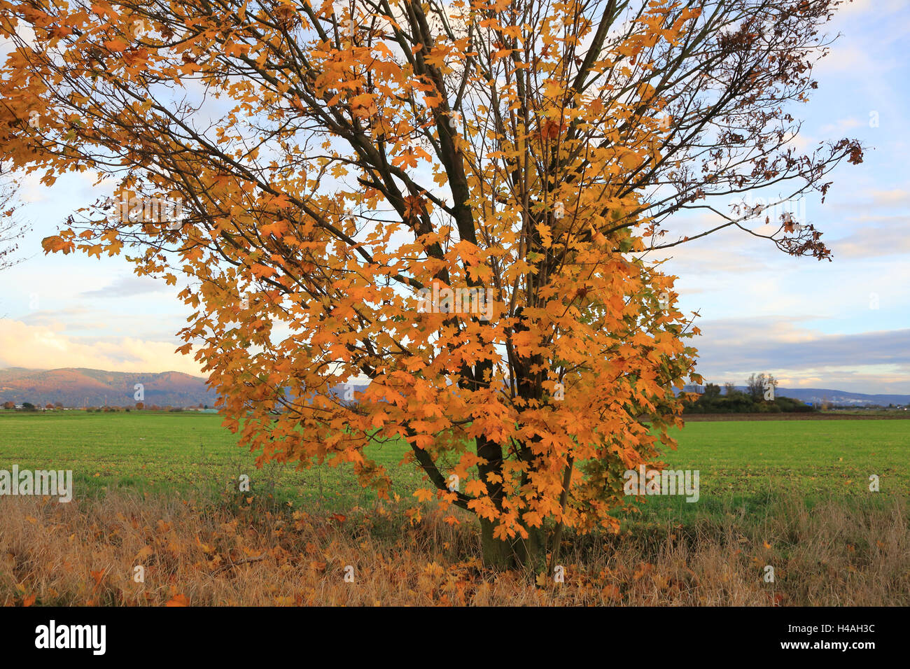 Field maple in autumn, Acer campestre Stock Photo - Alamy