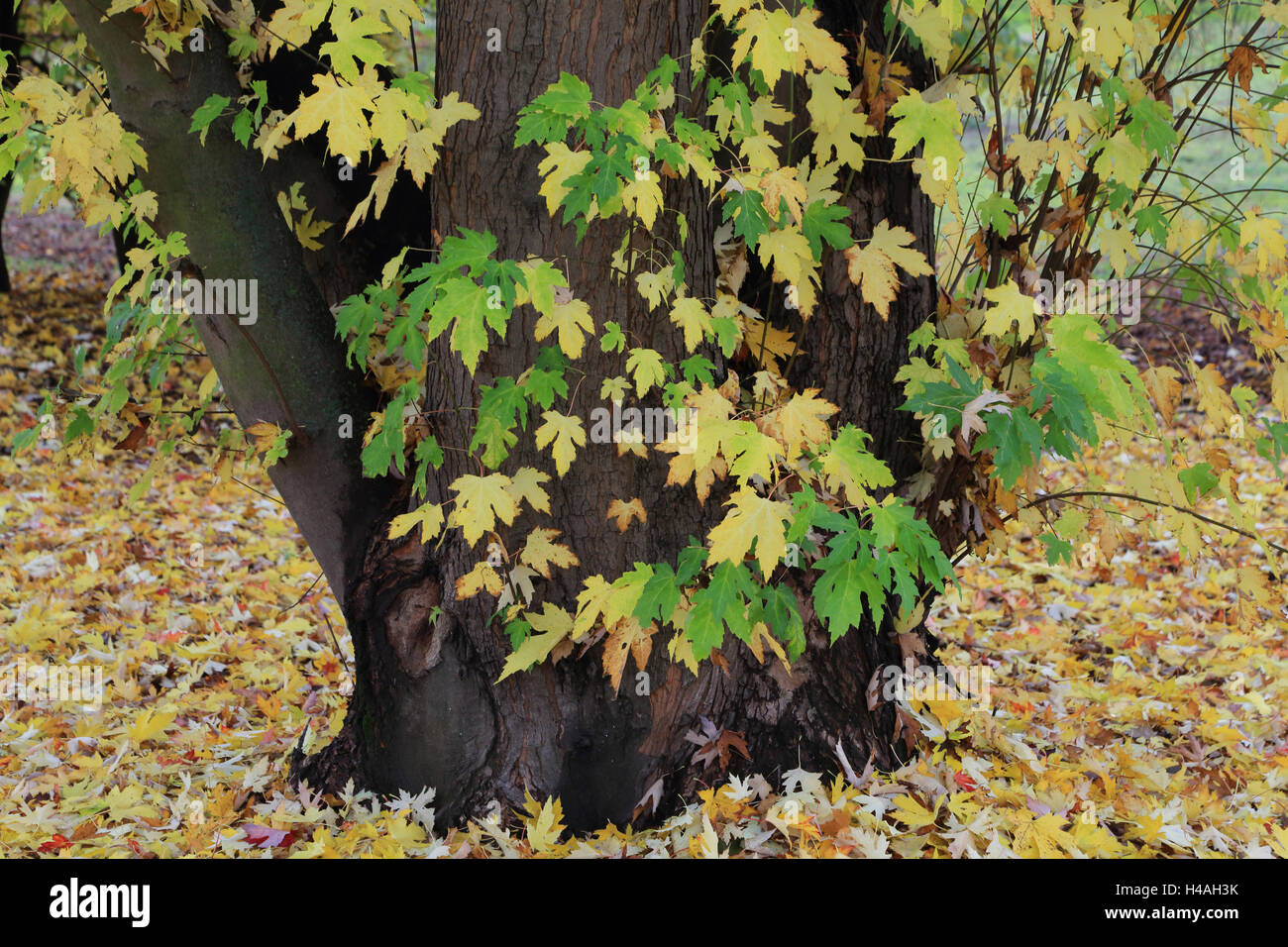 Common field maple hi-res stock photography and images - Alamy