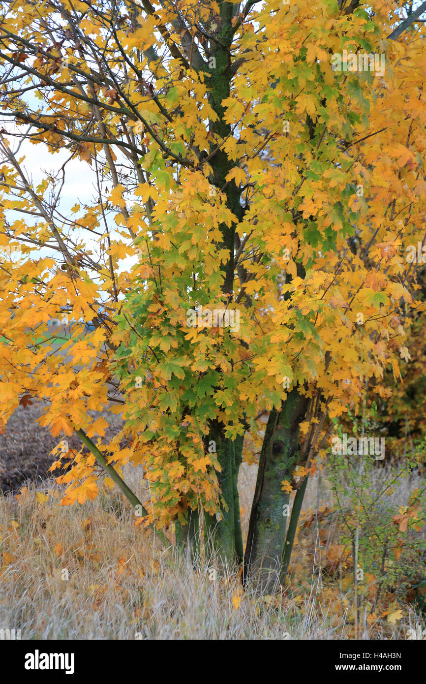 Field maple in autumn, Acer campestre Stock Photo - Alamy