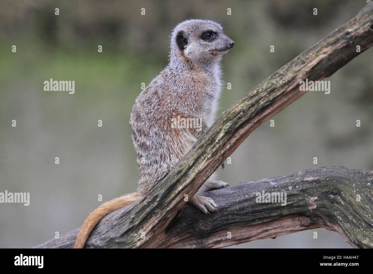 Meerkat side view hi-res stock photography and images - Alamy