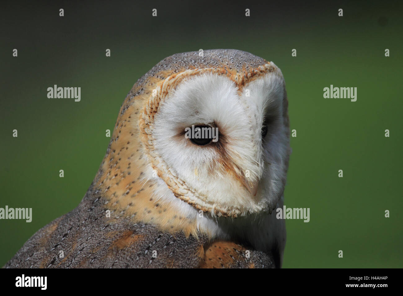 Side View Of An Owl High Resolution Stock Photography and Images - Alamy