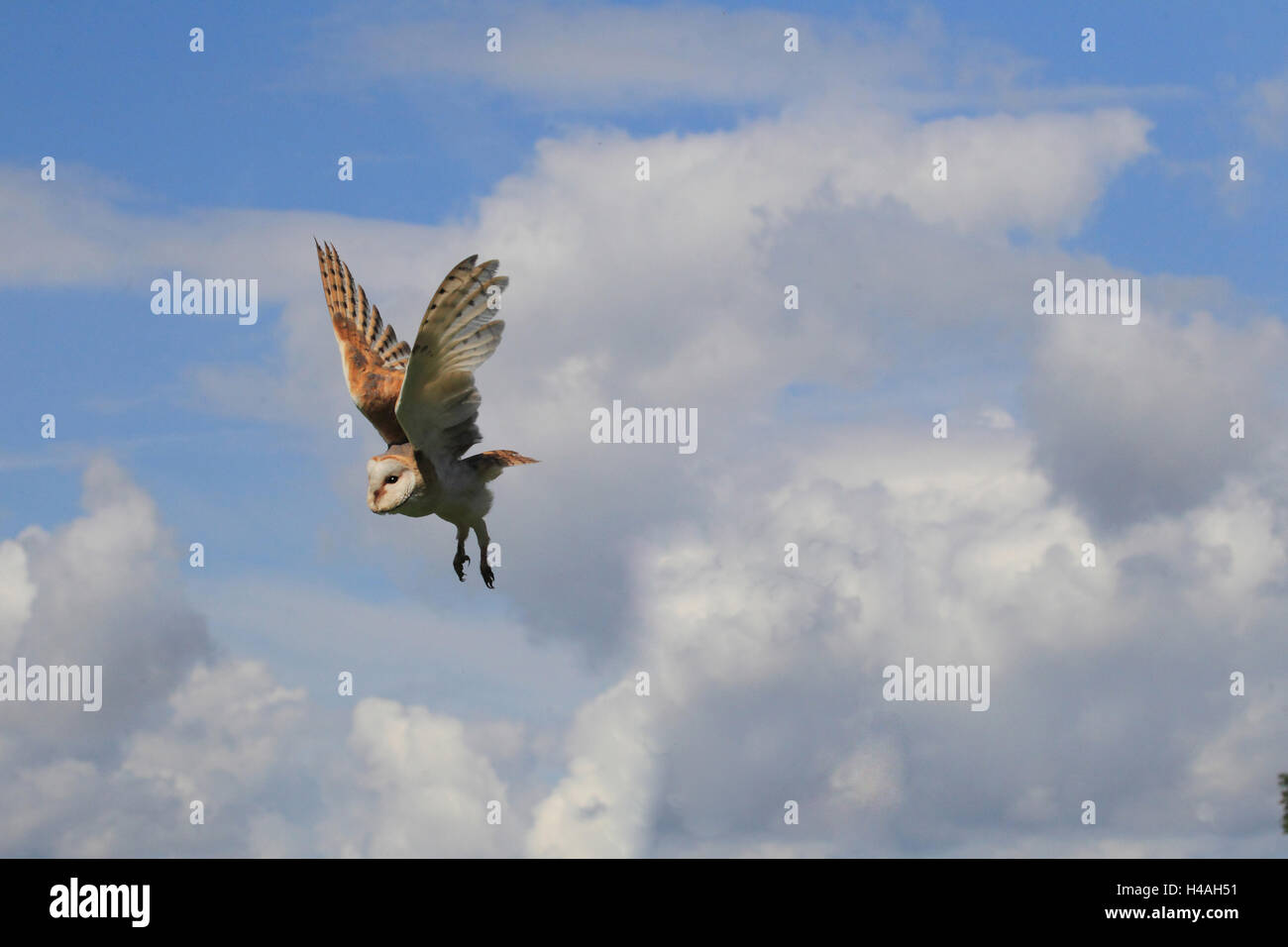 Barn owl in flight Tyto alba Stock Photo - Alamy