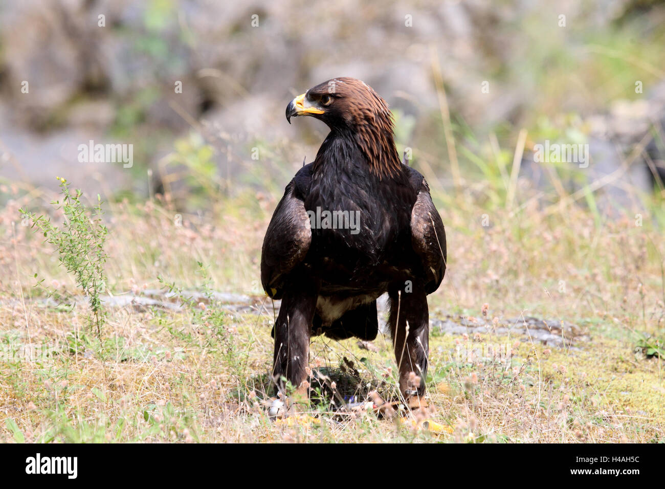 Golden eagle, Aquila chrysaetos Stock Photo - Alamy