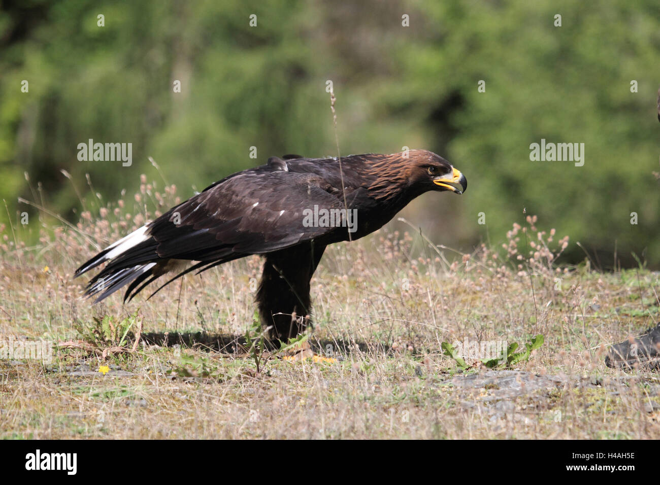 Golden eagle, Aquila chrysaetos Stock Photo - Alamy