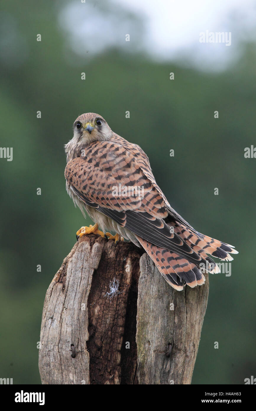Kestrel side view hi-res stock photography and images - Alamy