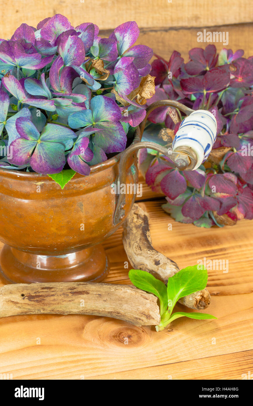 Bigleaf hydrangea in autumn Stock Photo - Alamy