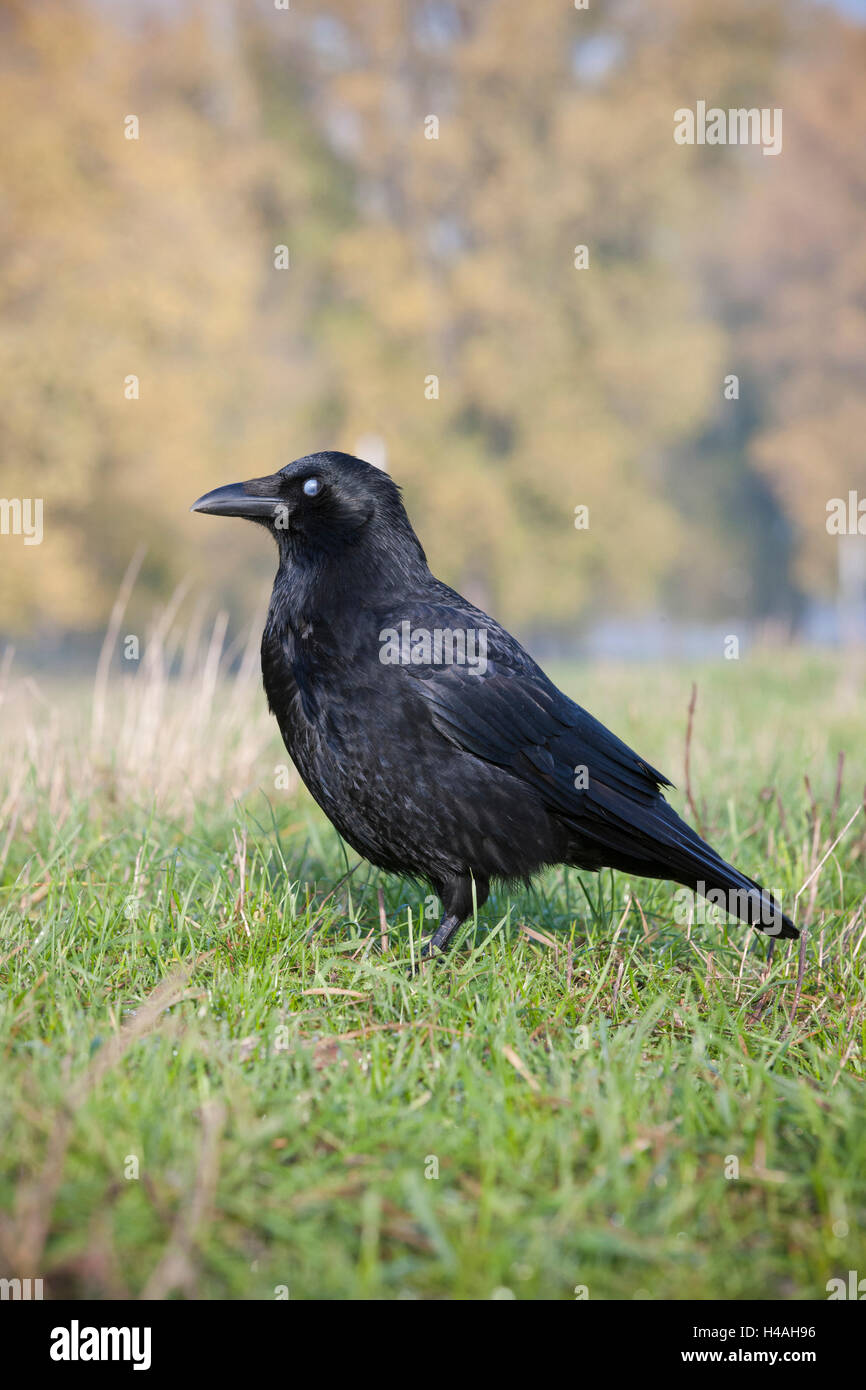 Crow side view hi-res stock photography and images - Alamy
