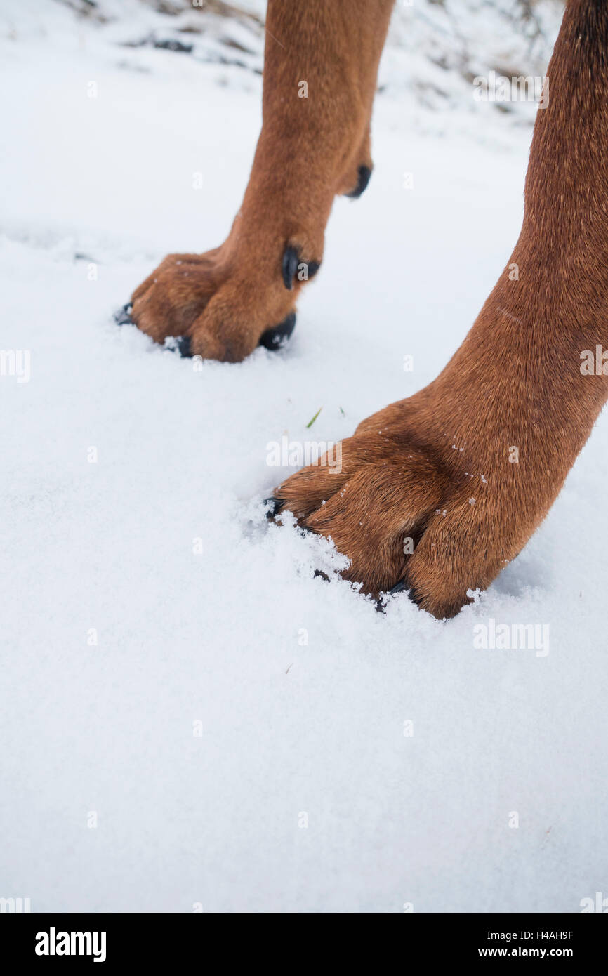 Dog's paws in the snow Stock Photo - Alamy