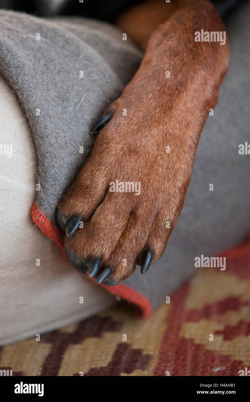 Black claws hi-res stock photography and images - Alamy