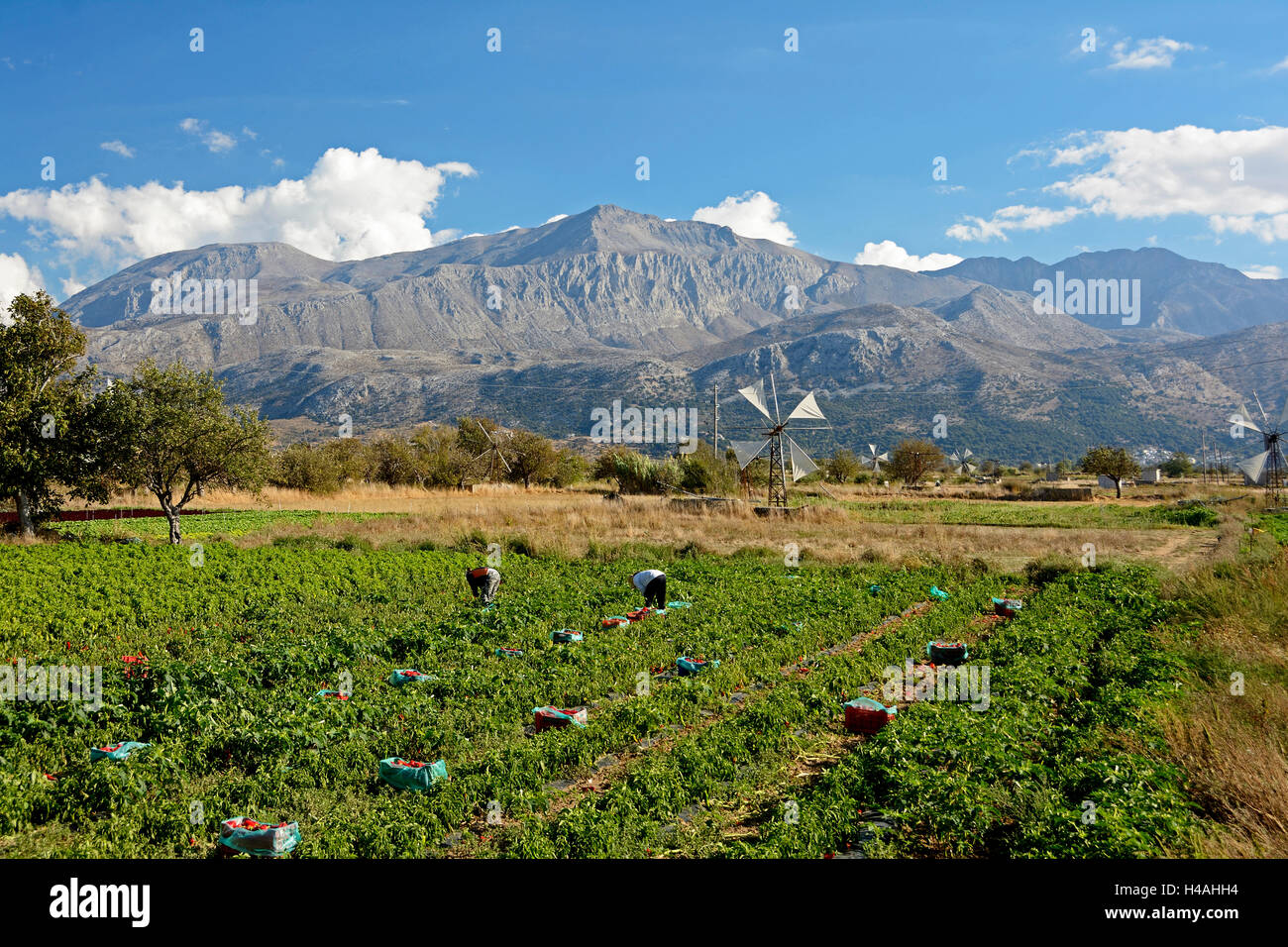 Crete, Lassithi plateau Stock Photo - Alamy
