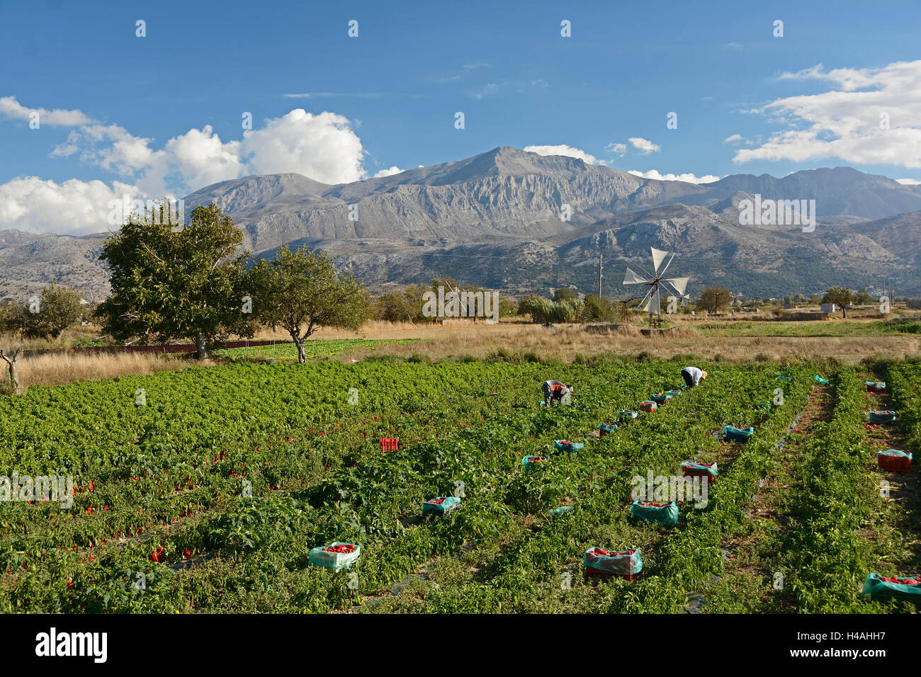 Crete, Lassithi plateau Stock Photo - Alamy