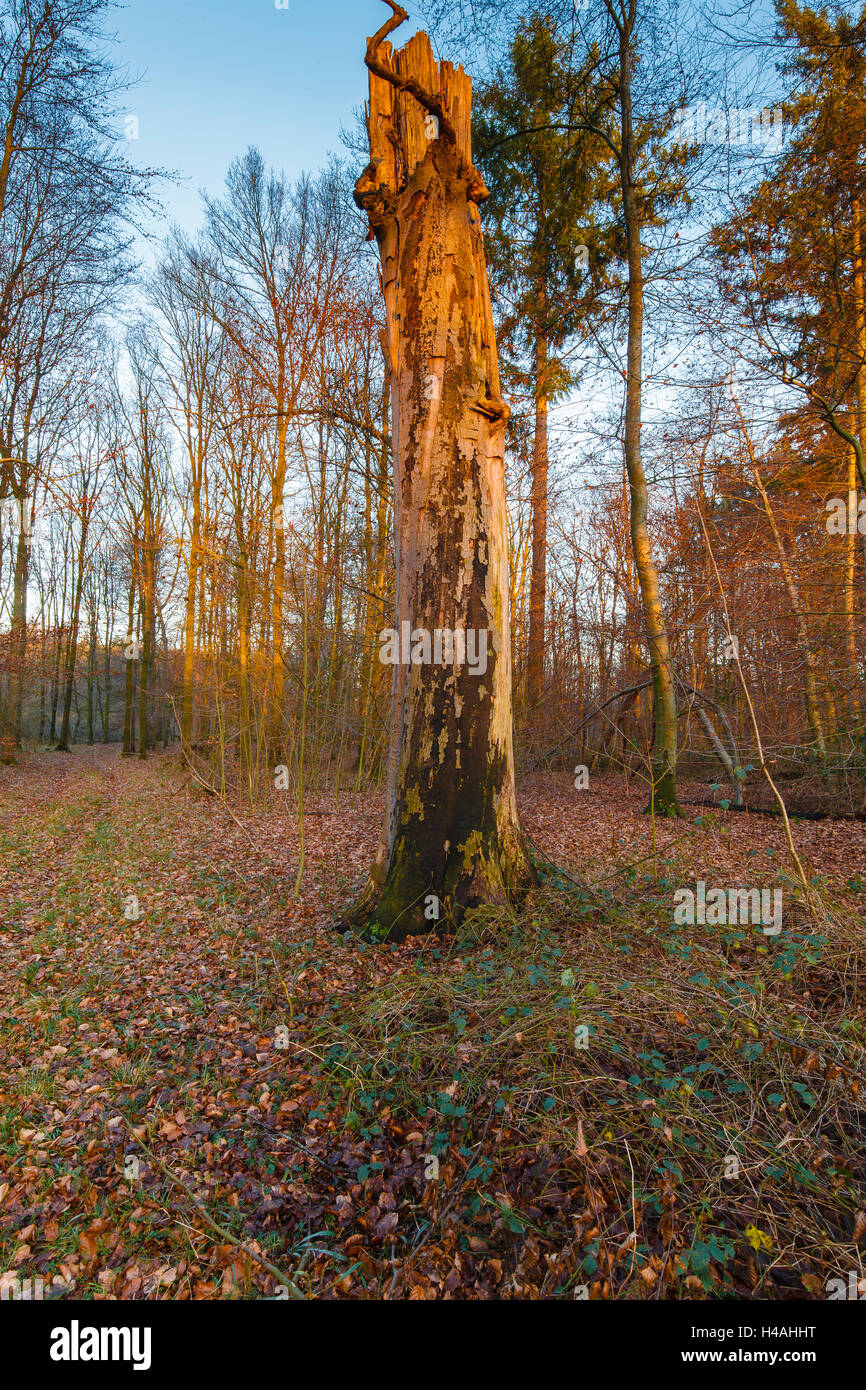 Deadwood habitat hi-res stock photography and images - Alamy