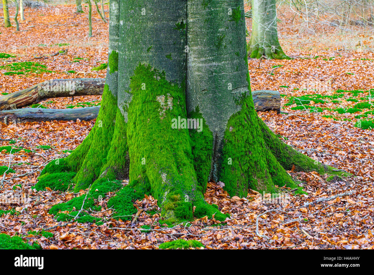Tree root hi-res stock photography and images - Alamy