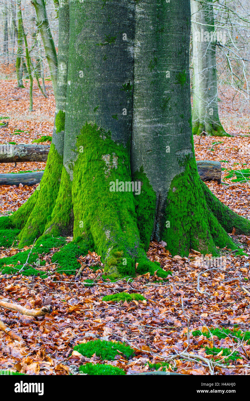 Beech tree root hi-res stock photography and images - Alamy