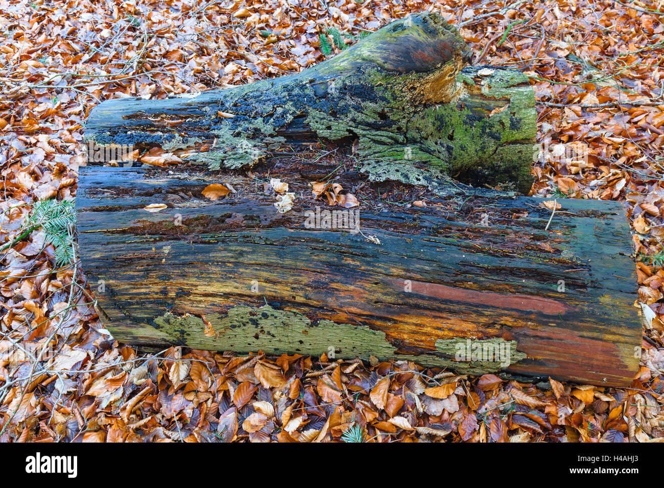 Tree stump moss hi-res stock photography and images - Alamy