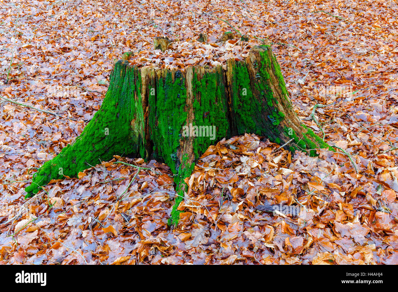 Tree stump moss hi-res stock photography and images - Alamy