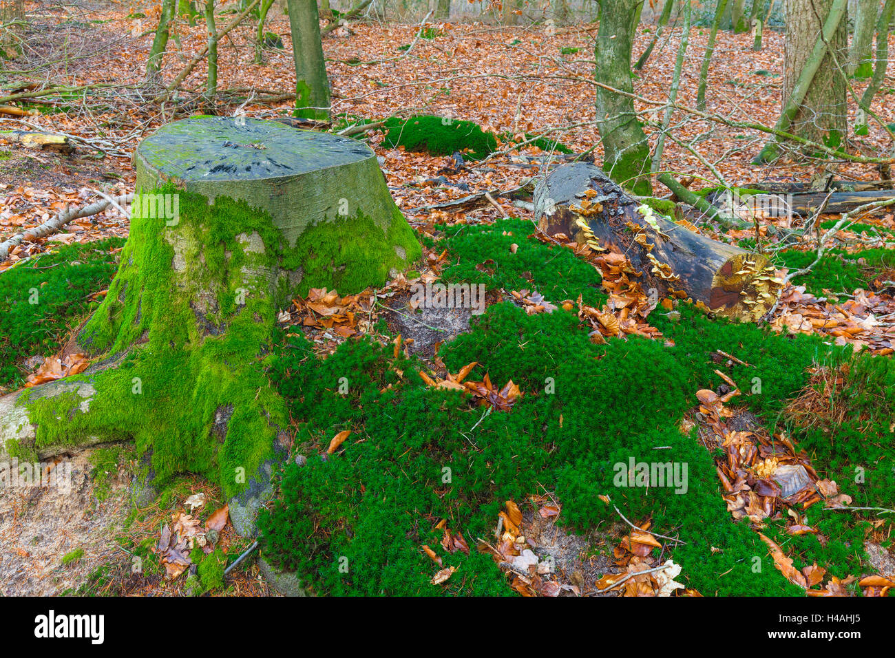 Tree stump, moss-covered tree root Stock Photo - Alamy