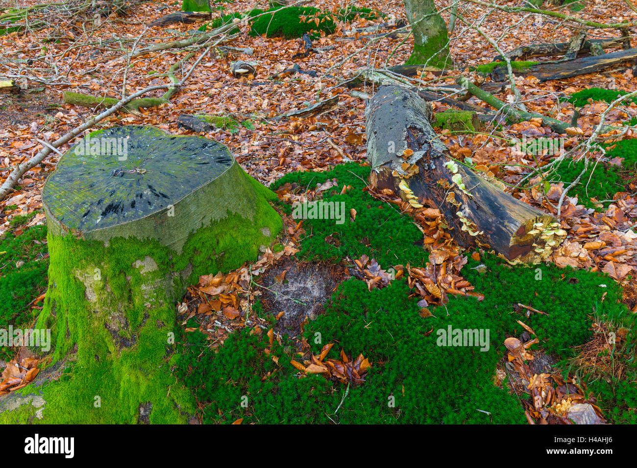 Tree stump, moss-covered tree root Stock Photo - Alamy