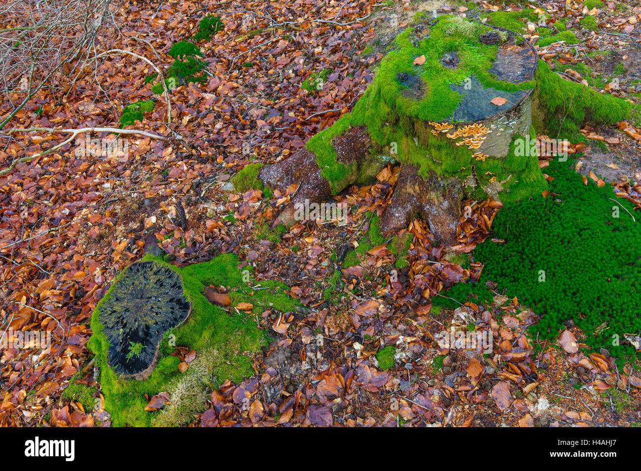 Tree stump, moss-covered tree root Stock Photo - Alamy