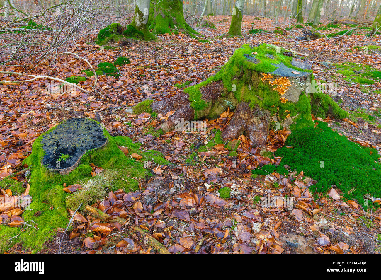 Tree stump, moss-covered tree root Stock Photo - Alamy
