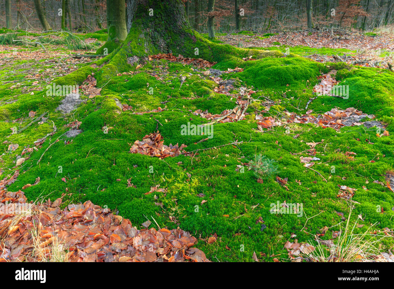 moss-covered tree root, moss Stock Photo - Alamy