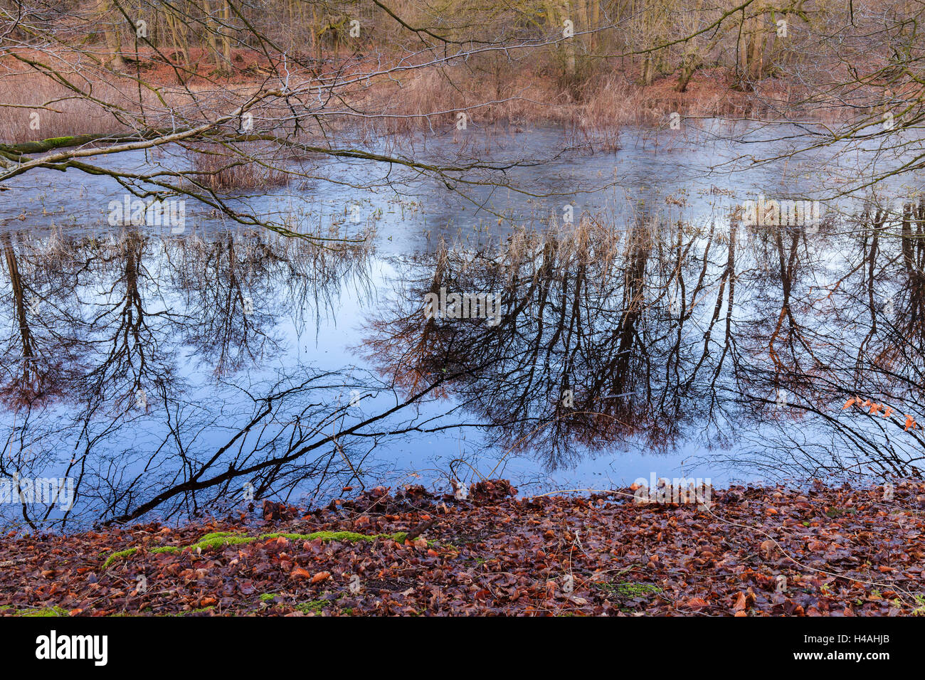 Fallen trees in a pond Stock Photo - Alamy