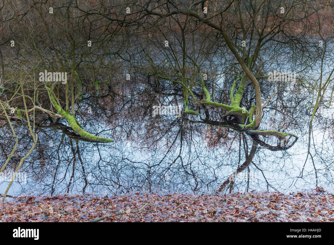 Fallen trees in a pond Stock Photo - Alamy