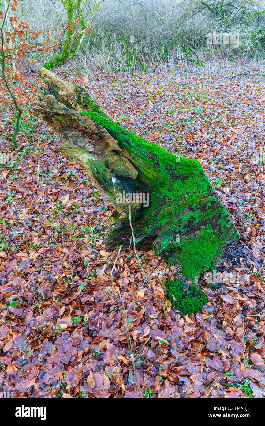 Deadwood, moss-covered tree root Stock Photo - Alamy