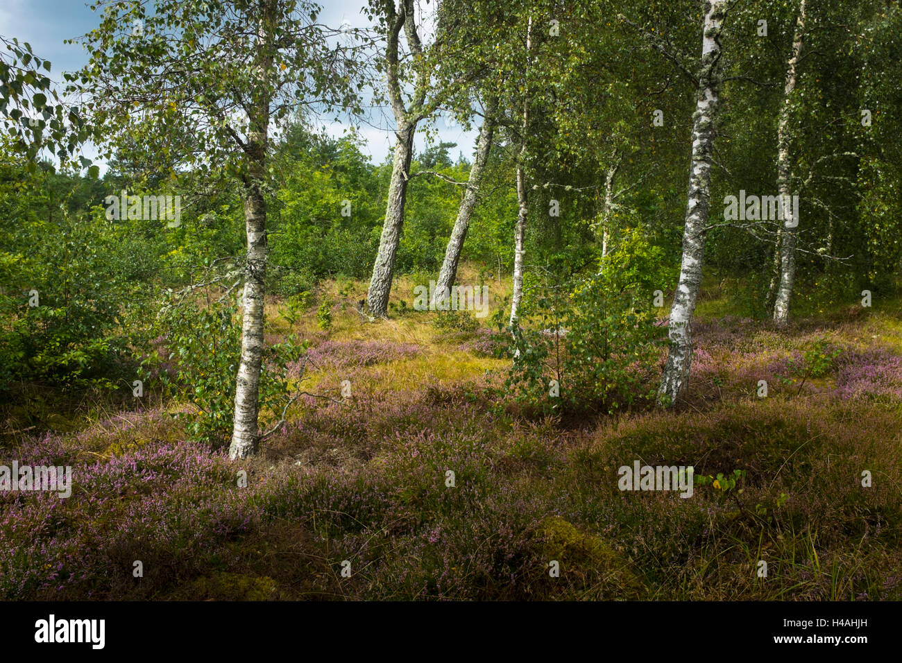 Heath scenery with birches in Denmark Stock Photo - Alamy