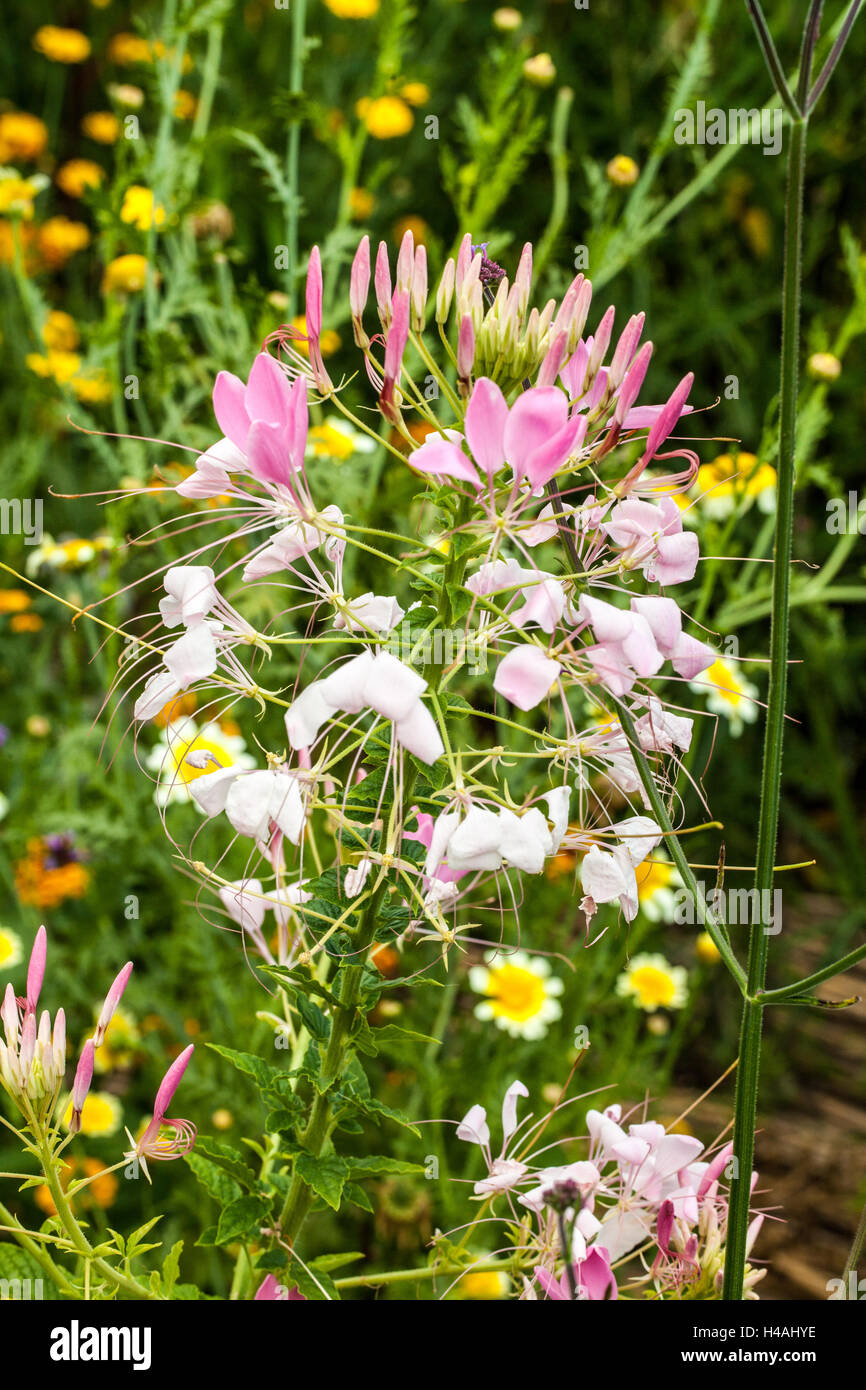 Cleome sparkler hi-res stock photography and images - Alamy