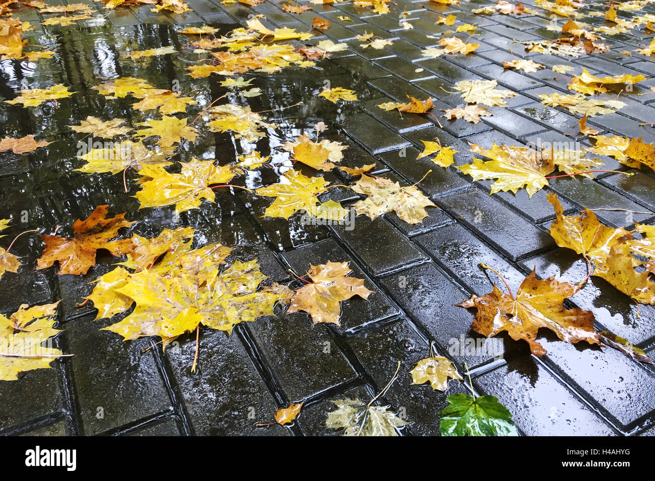Wet maple hi-res stock photography and images - Alamy