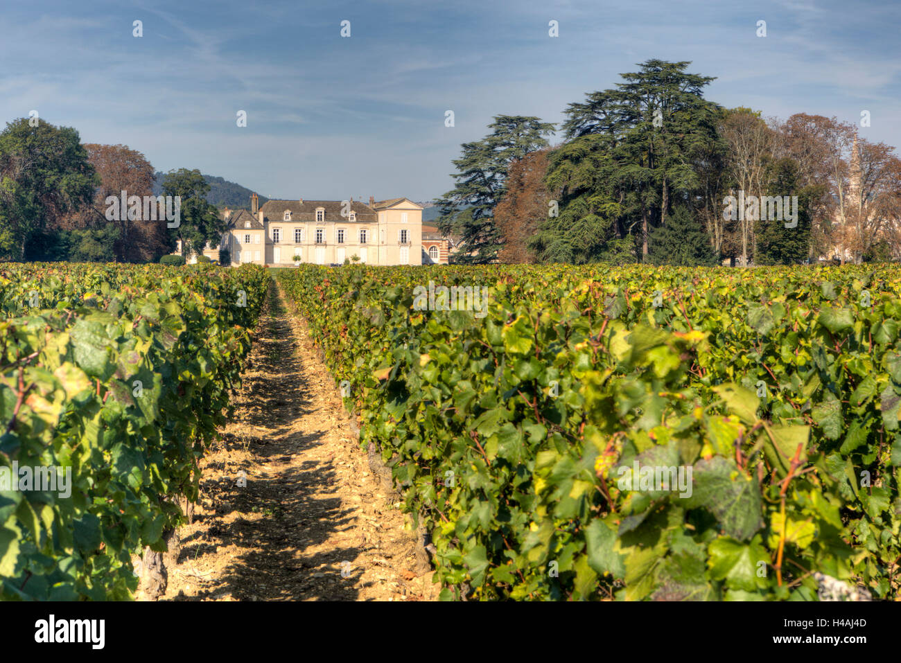 Chateau de Meursault, vineyard, wine route, route of the Grands Crus ...