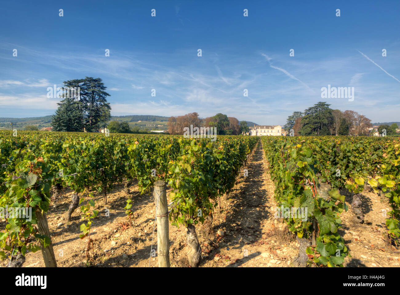 Chateau de Meursault, vineyard, wine route, route of the Grands Crus ...