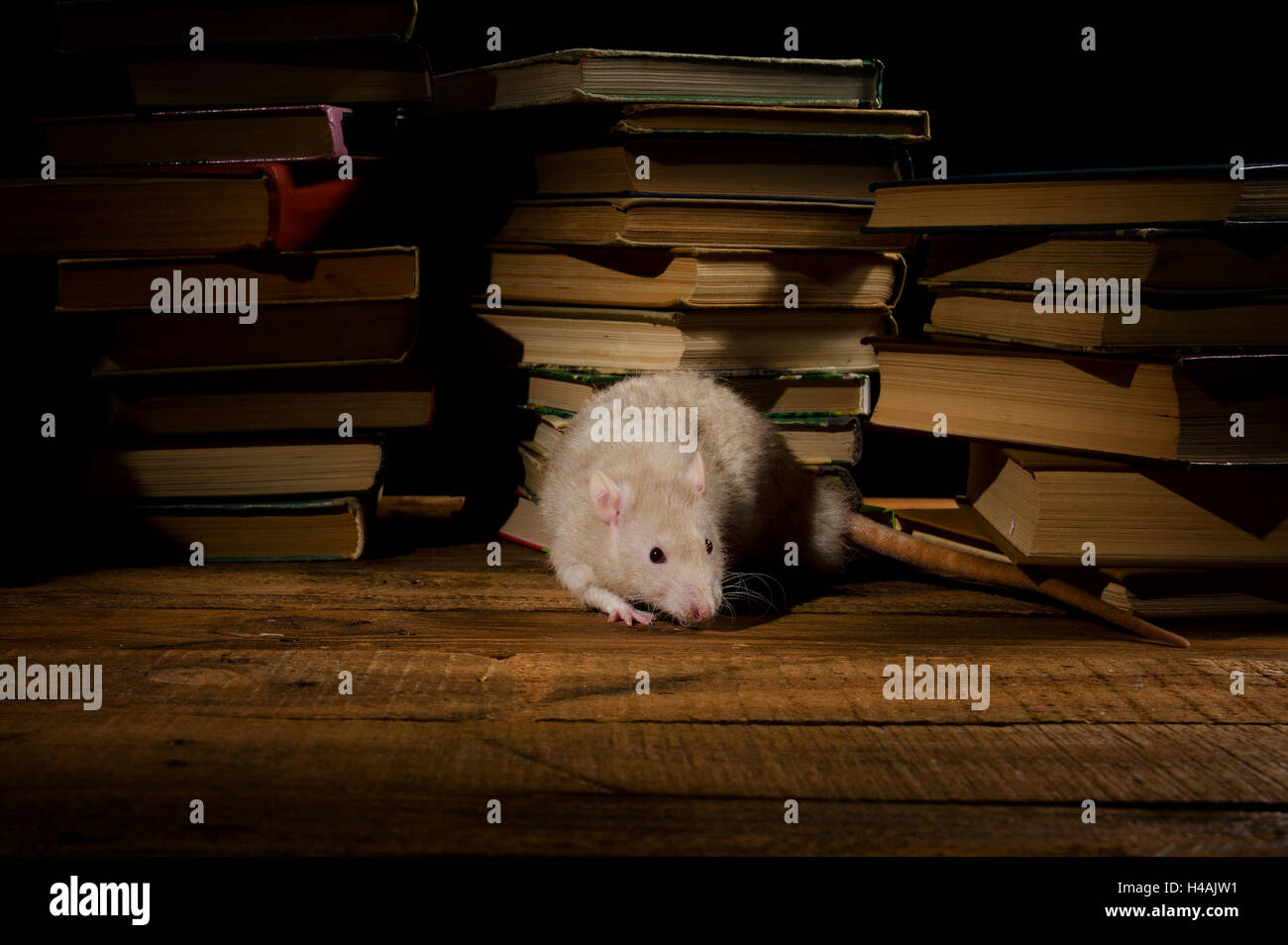 Decorative rat with old books in the library Stock Photo - Alamy