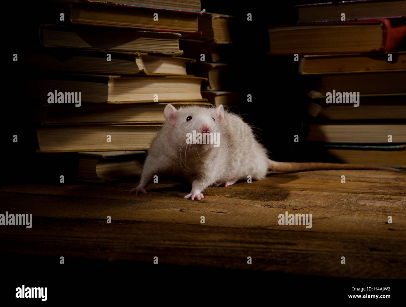 Reading rat hi-res stock photography and images - Alamy